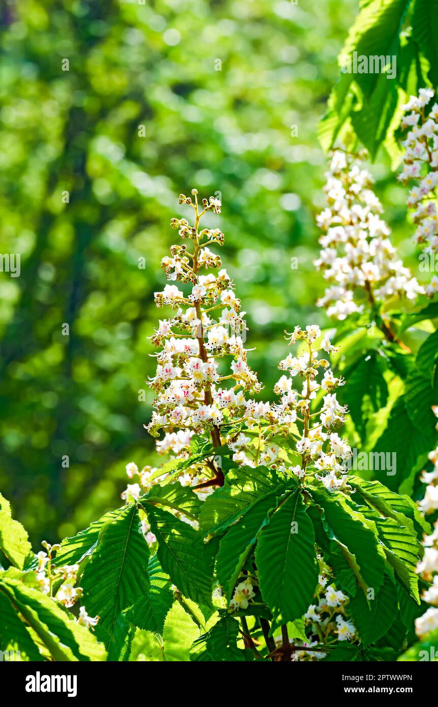 Horse chestnut inflorescences aesculus hi-res stock photography and ...