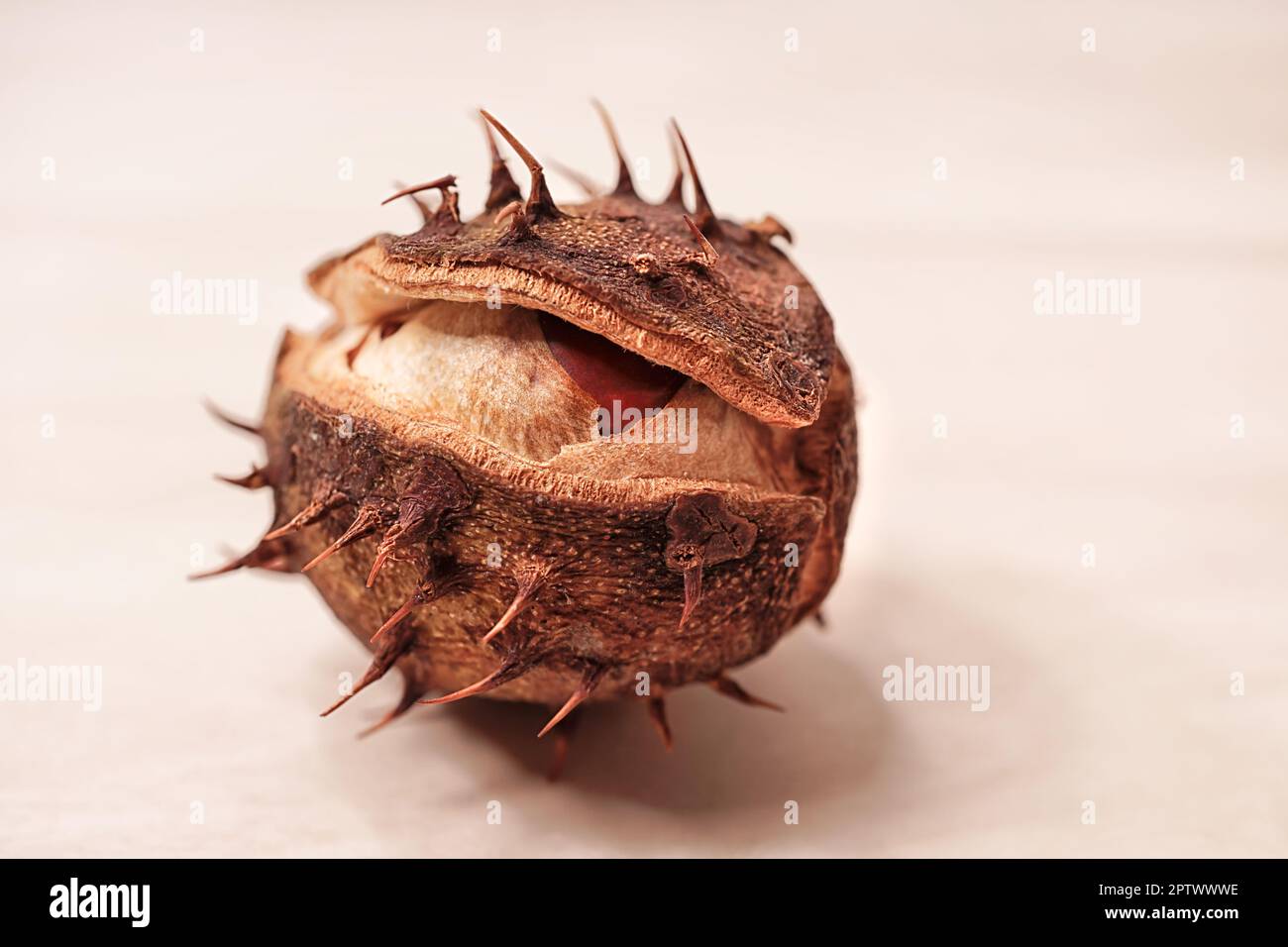 Chestnut, seeds with capsule of horse chestnut (Aesculus hippocastanum ...