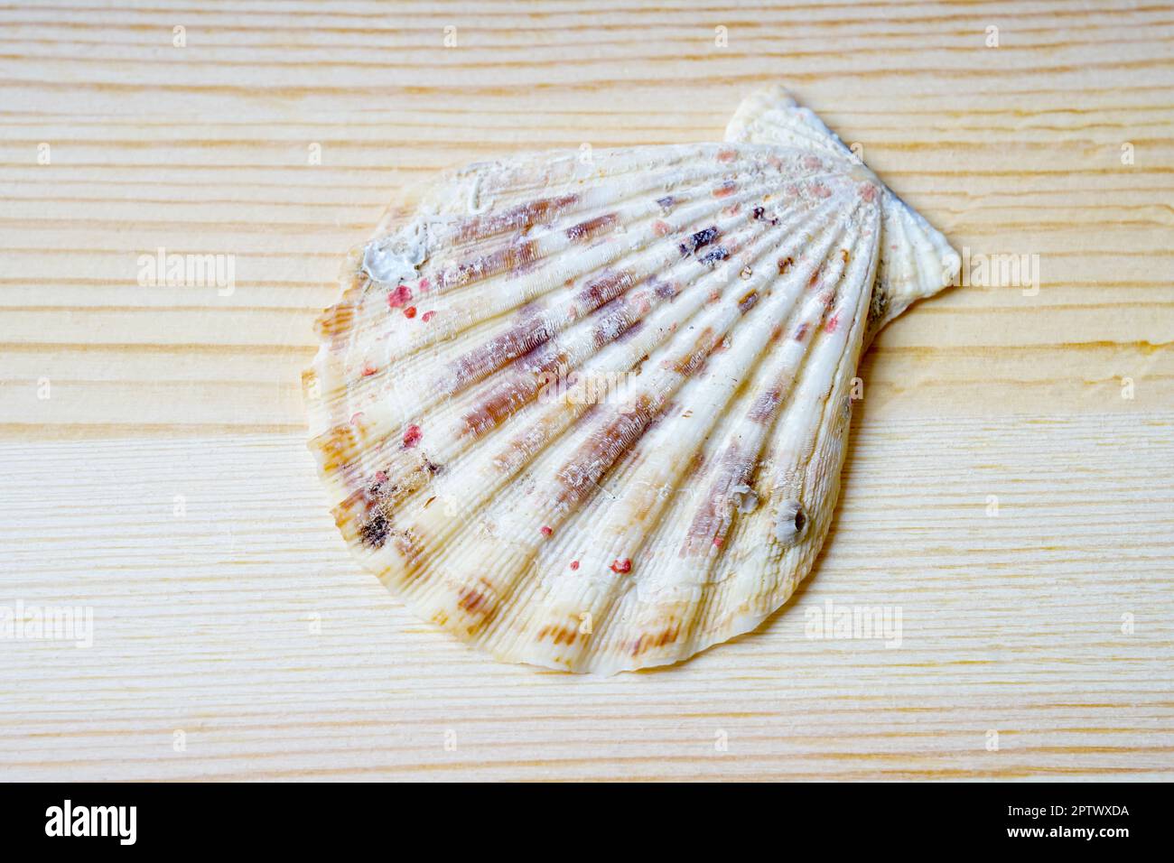 The shell of the scallop or pilgrim mussel(Pecten maximus Stock Photo ...