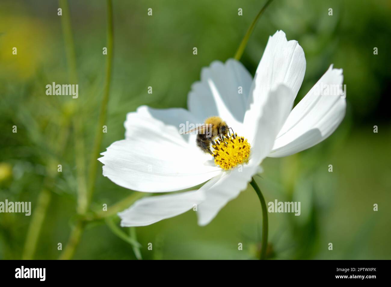 Bumblebee inside a white garden cosmos flower, mexican aster, bee ...