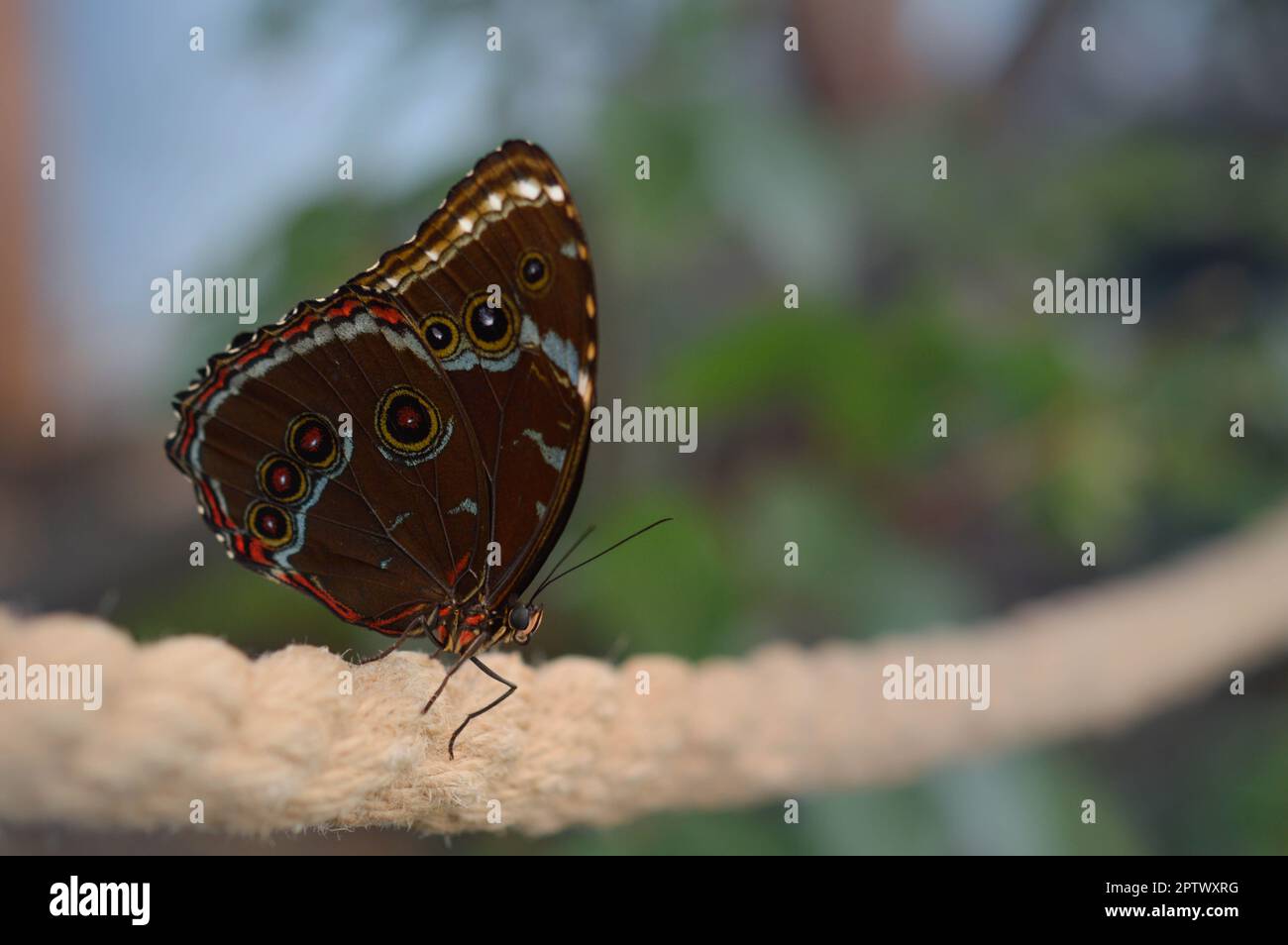 Morpho peleides big colorful tropical butterfly in the butterfly house ...