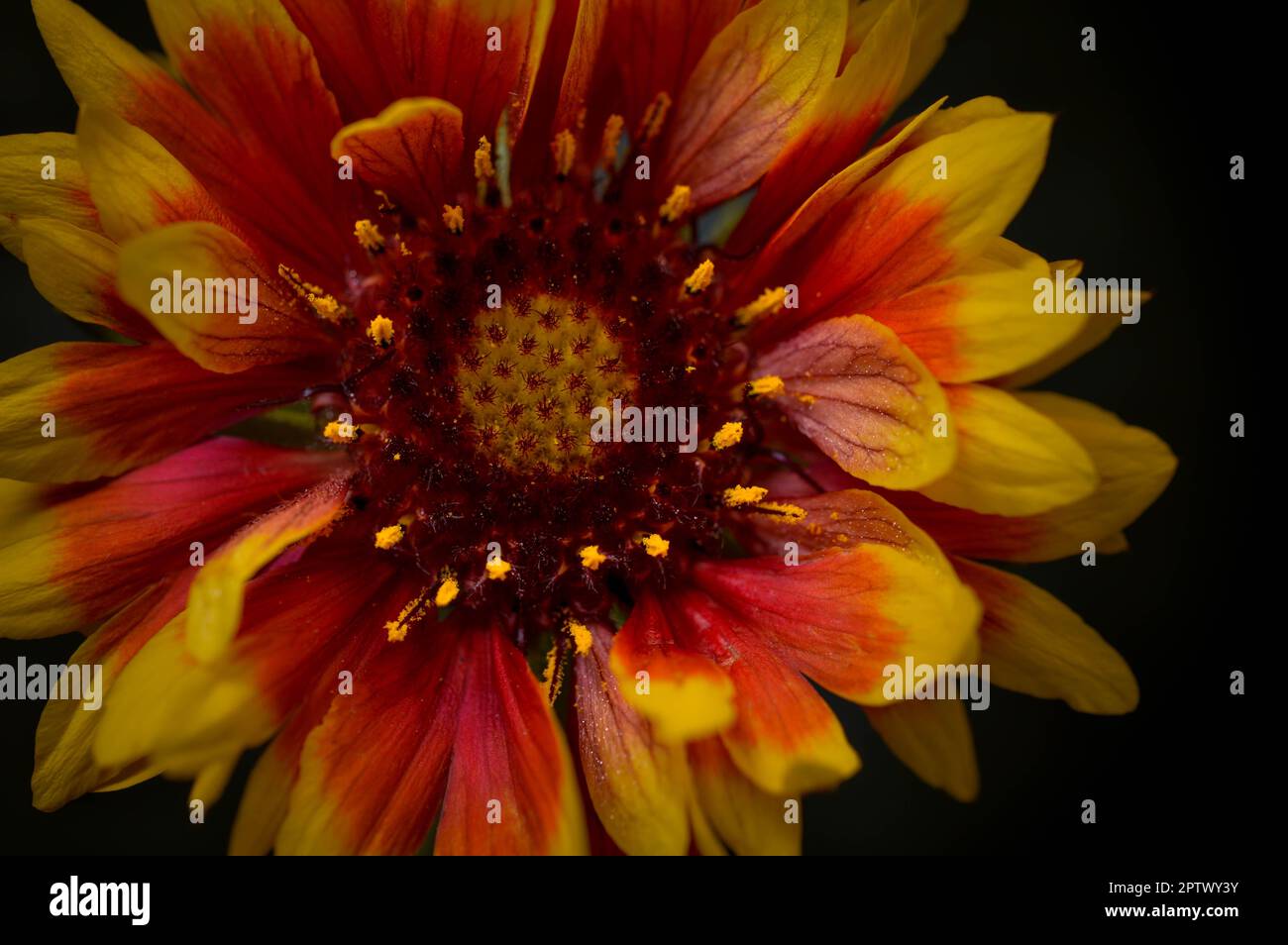Gaillardia × grandiflora is a hybrid species of flowering plant in the ...