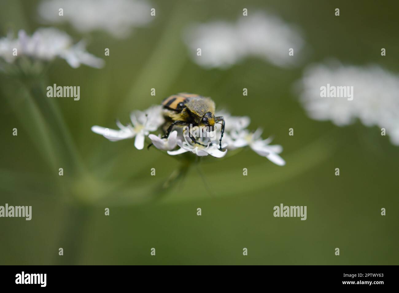 Bee beetle, scarab beetle (Trichius fasciatus), black and yellow hairy ...