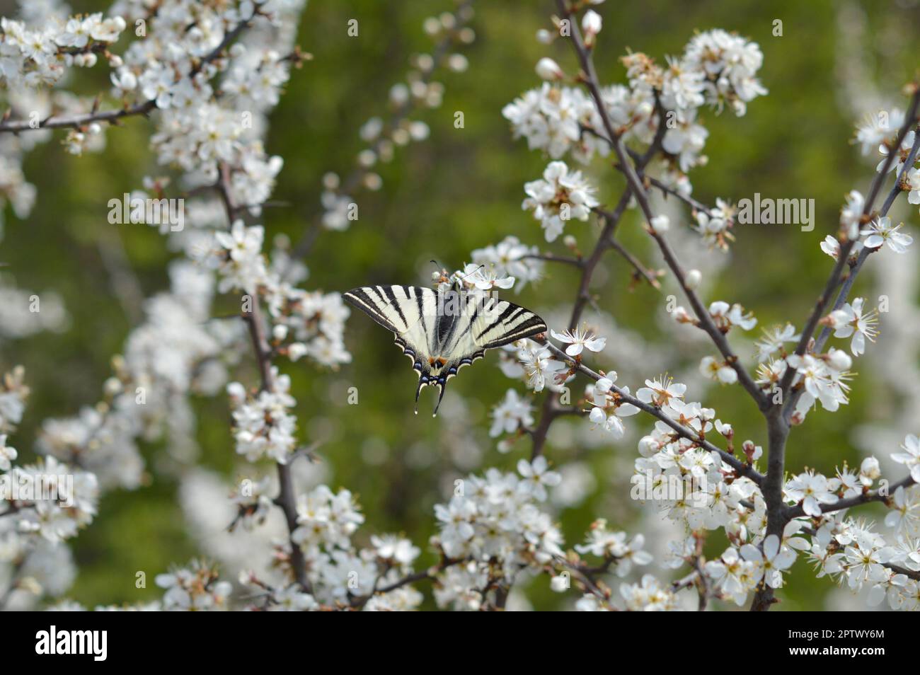 Iphiclides podalirius, scarce swallowtail butterfly big yellow ...