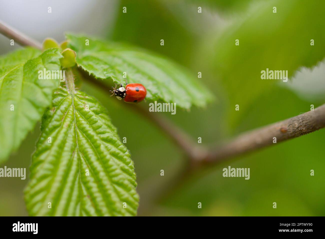 Ladybug on a green leaf close up macro, red beetle with two black spots ...