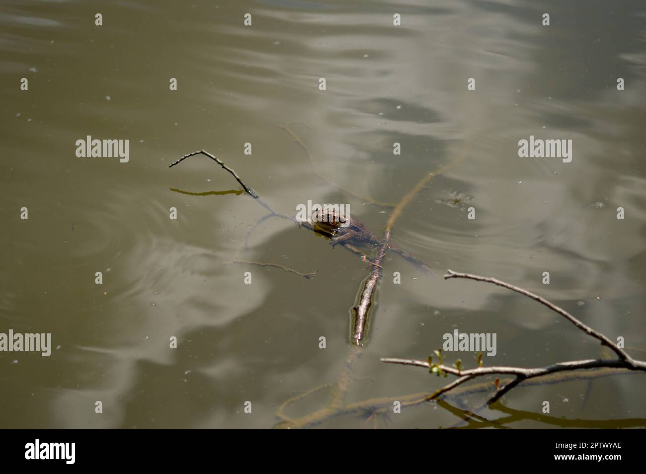 Brown frog in brown muddy water, on a branch, big frog in nature Stock ...