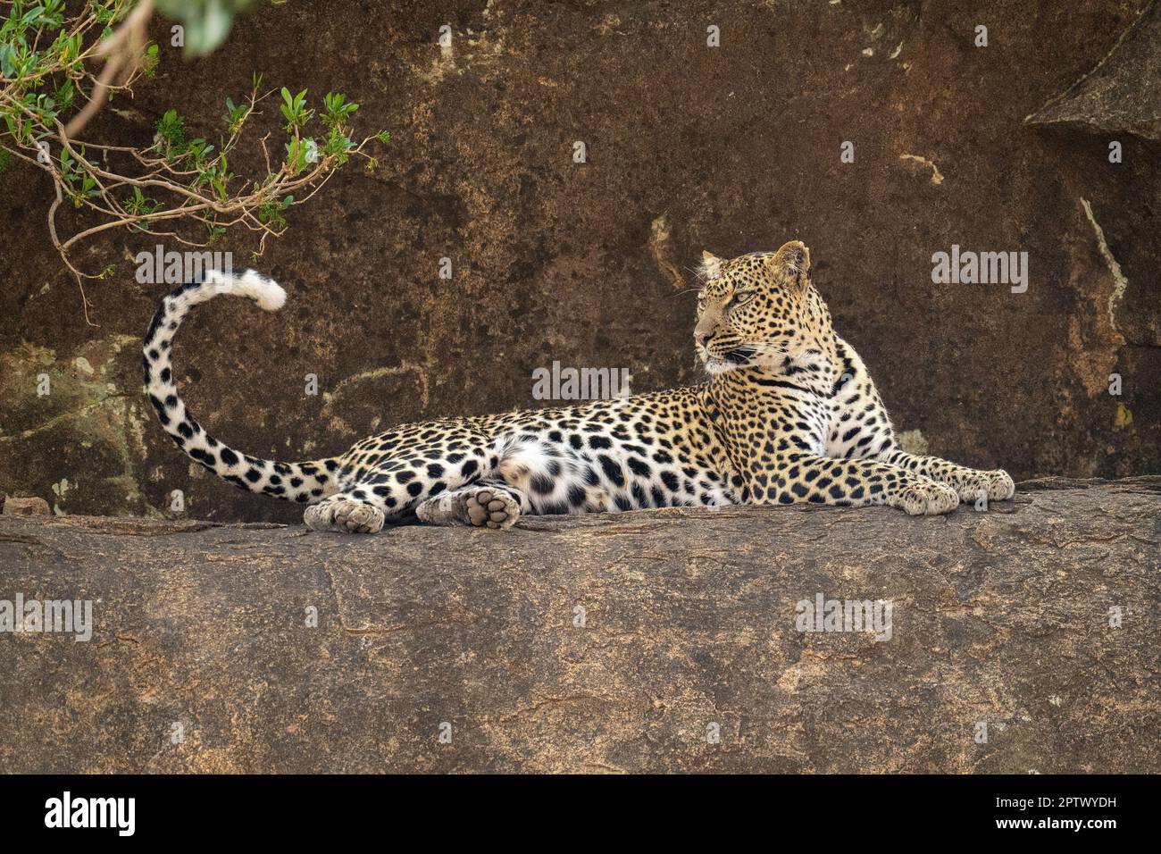 Leopard lying on rocky ledge looking back Stock Photo - Alamy