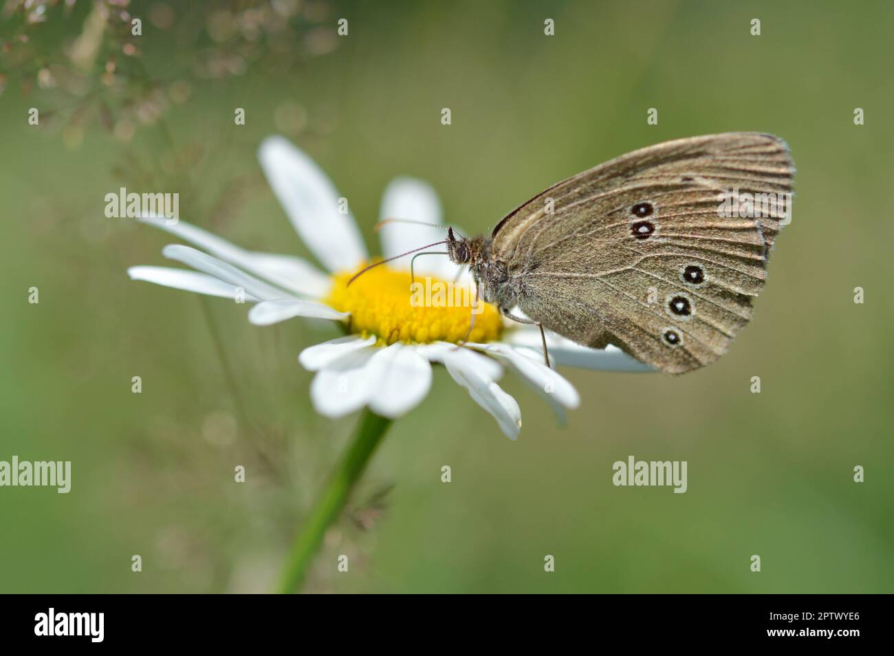 Ringlet butterfly on a oxeye daisy flower in nature macro close up ...
