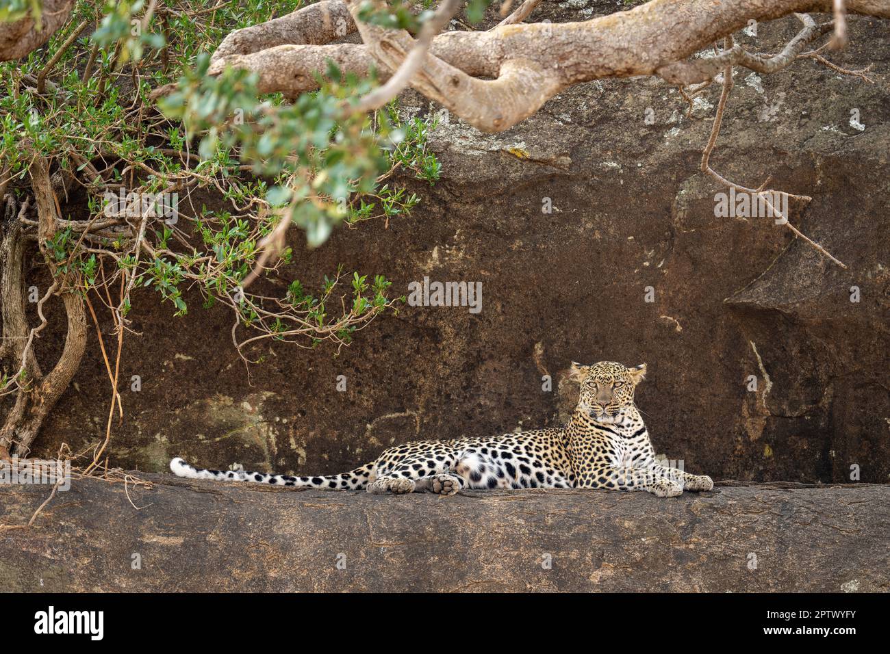 Leopard lying on rocky ledge under branch Stock Photo - Alamy