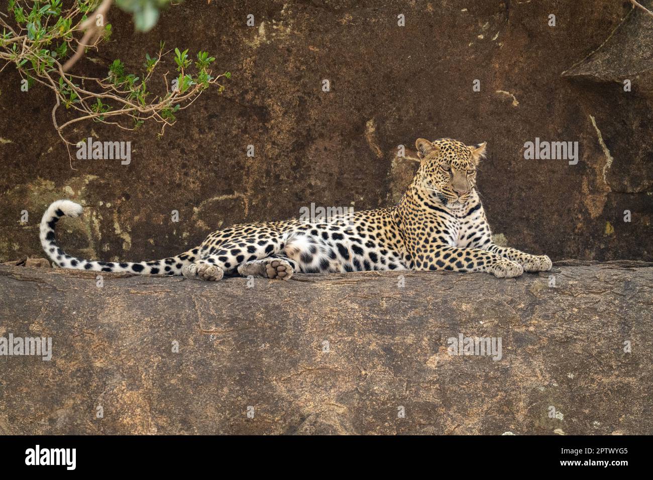 Leopard lying on rocky ledge looking down Stock Photo - Alamy