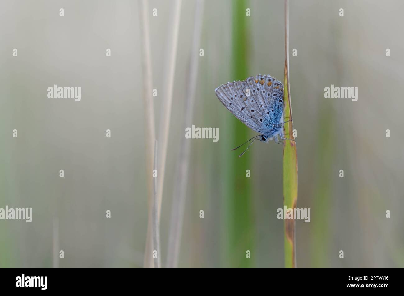 Common blue butterfly on a leaf in nature, close up macro, small grey ...