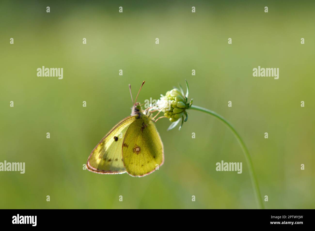 Clouded yellows, yellow butterfly on a flower in nature macro. Green ...