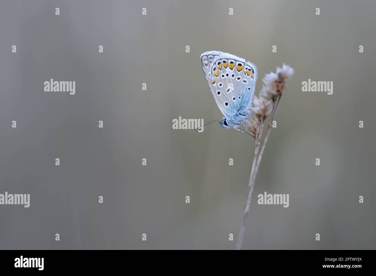 Common blue butterfly on a dry plant, small grey and blue butterfly in ...