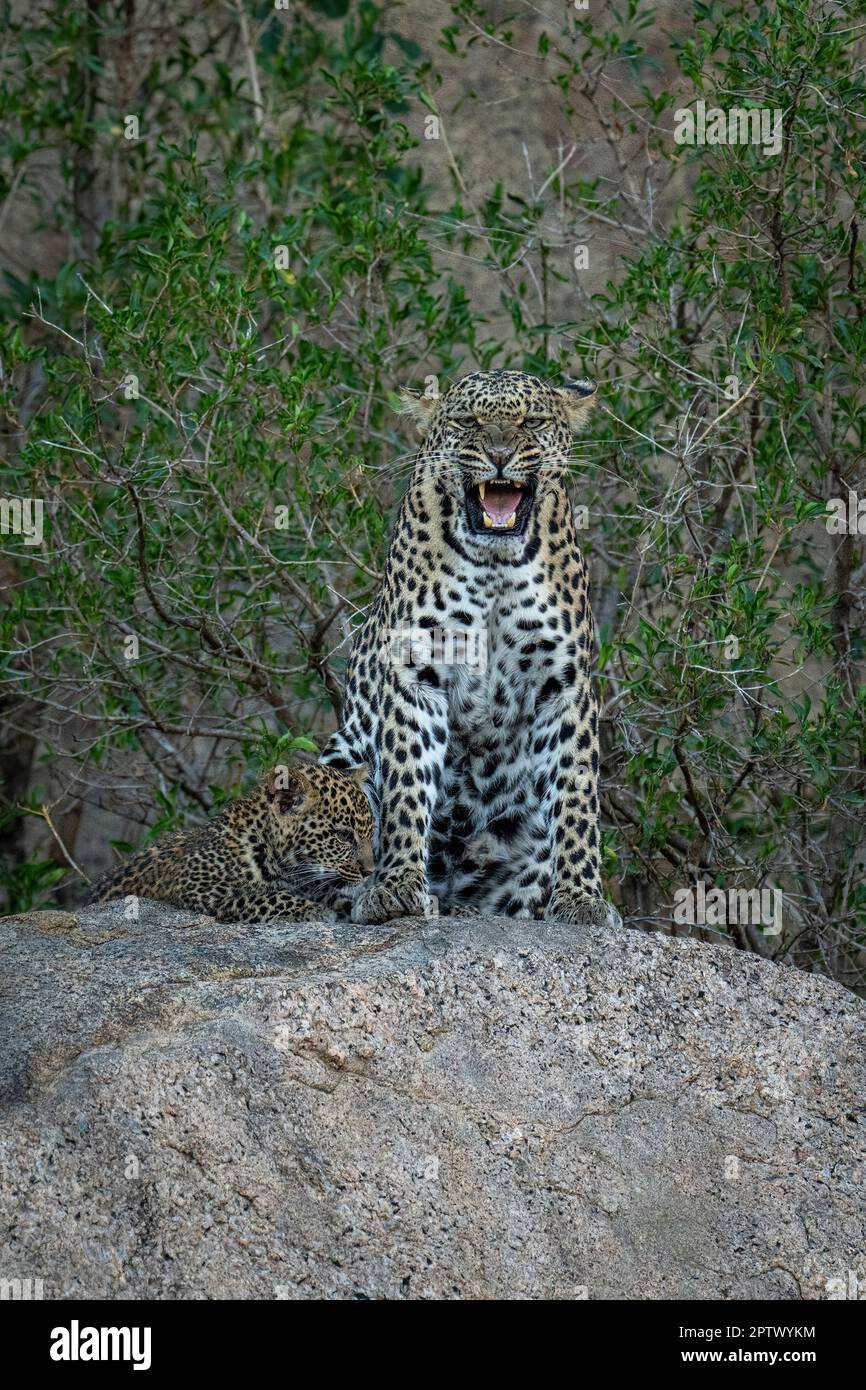 Leopard sits on grass hi-res stock photography and images - Alamy