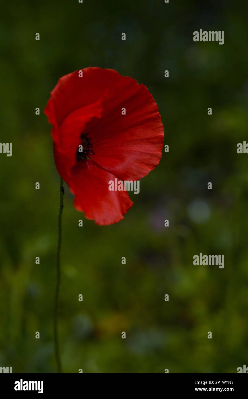 Common red poppy flower in nature, red flower in the garden, natural ...