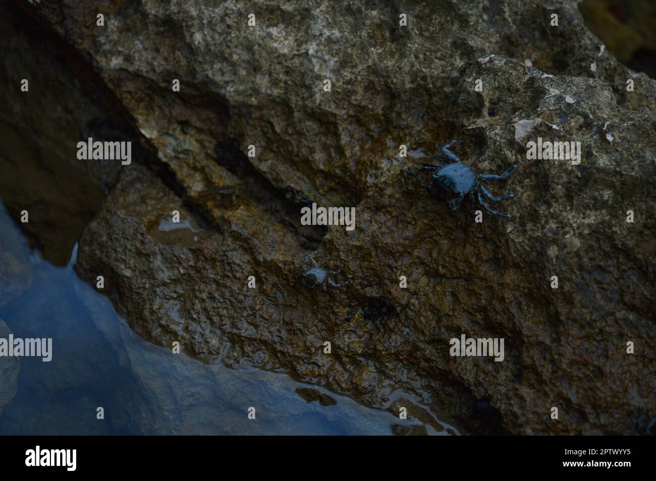 Small crab, crabs on rocks at the beach, at the sea, small waves Stock ...