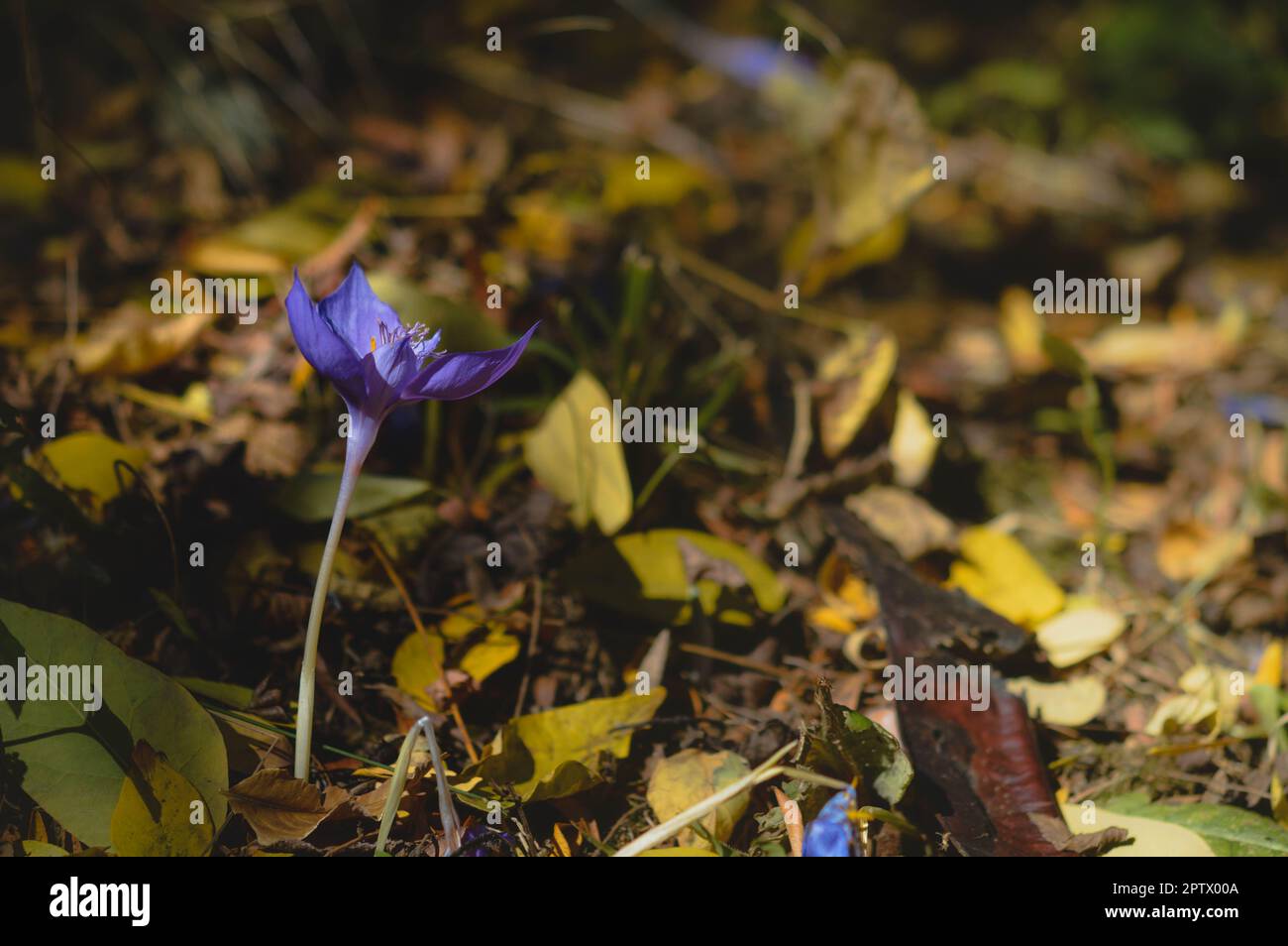 Crocus banaticus, purple wildflower early Autumn, purple flower outdoor ...