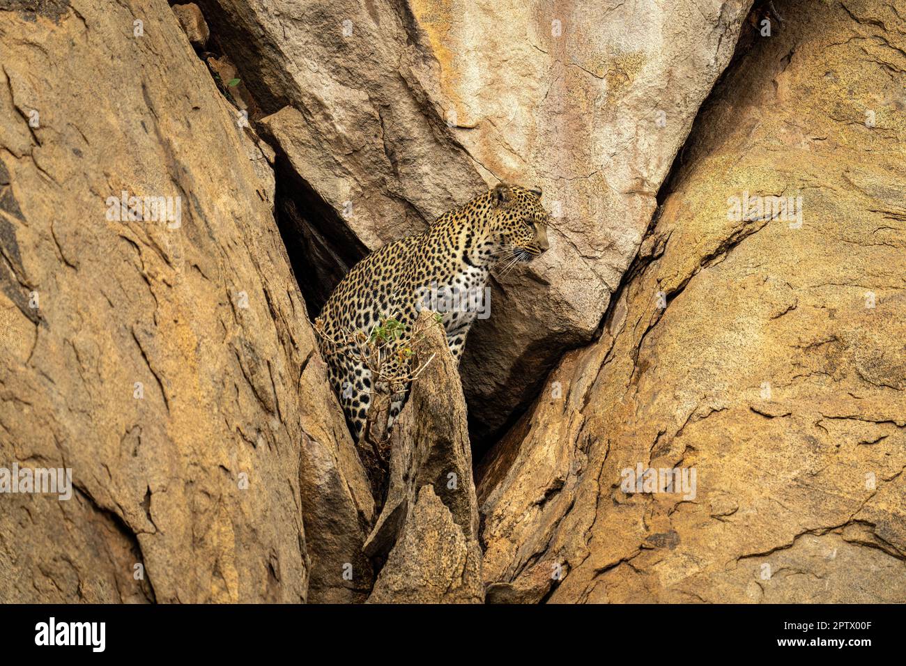 Leopard stands by cave mouth looking right Stock Photo - Alamy