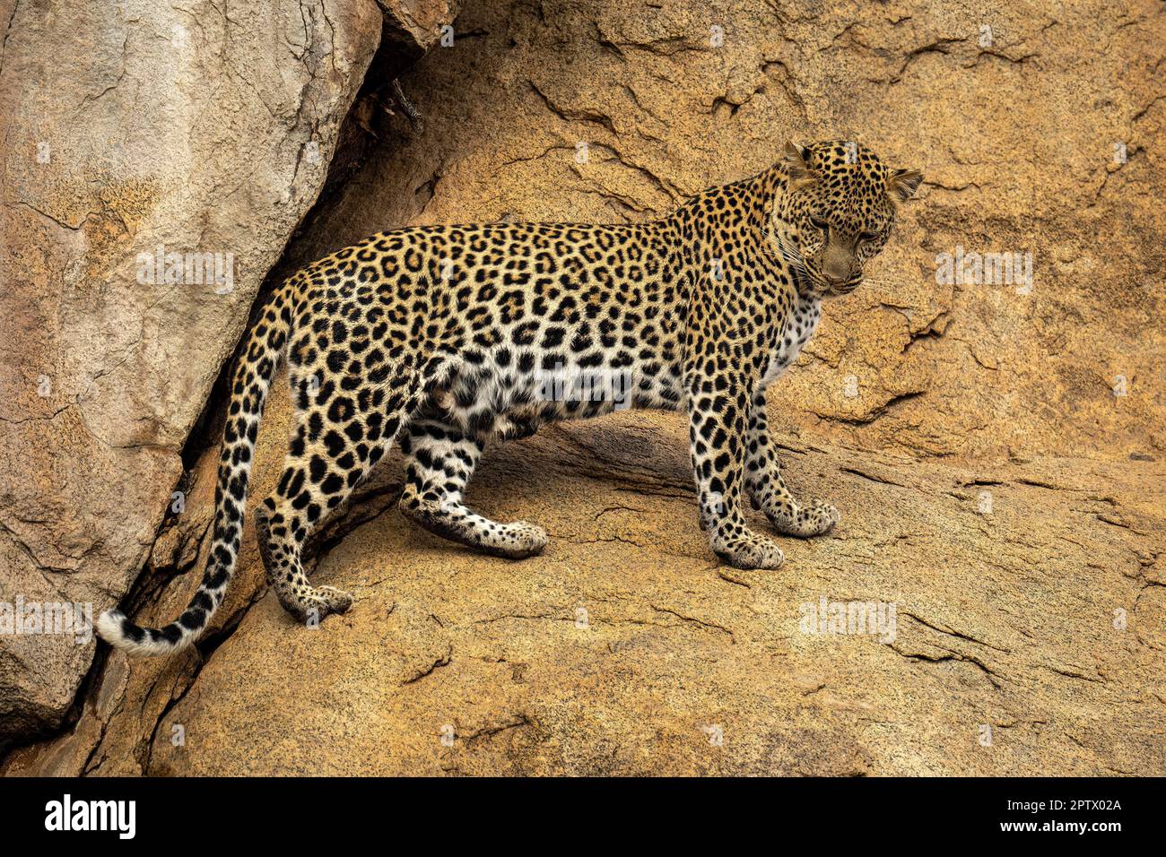 Leopard stands on steep rockface gazing down Stock Photo - Alamy