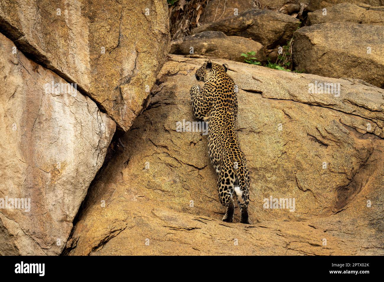 Leopard stretches full-length jumping up steep rockface Stock Photo - Alamy