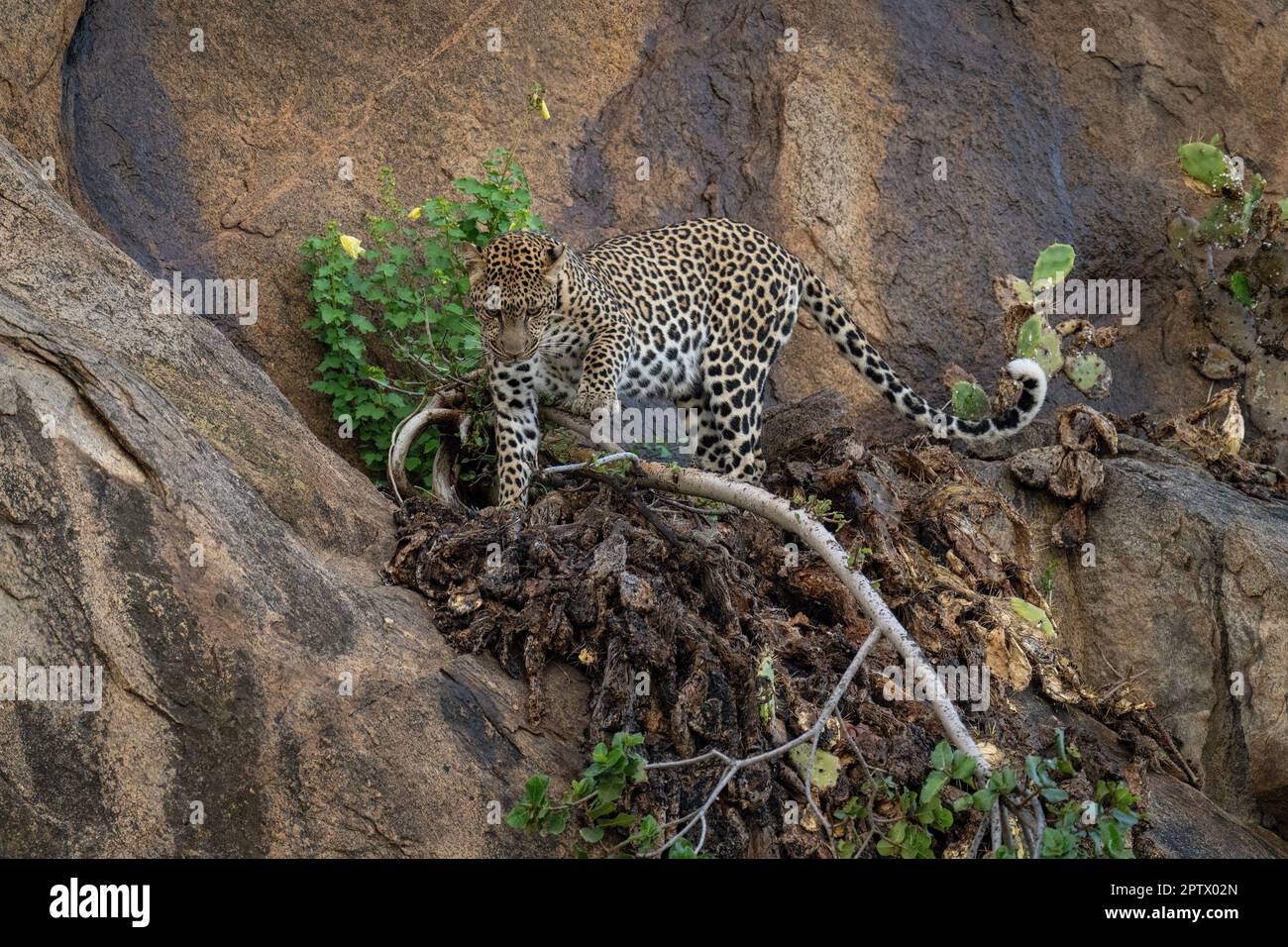 Leopard steps over branch on steep rockface Stock Photo - Alamy