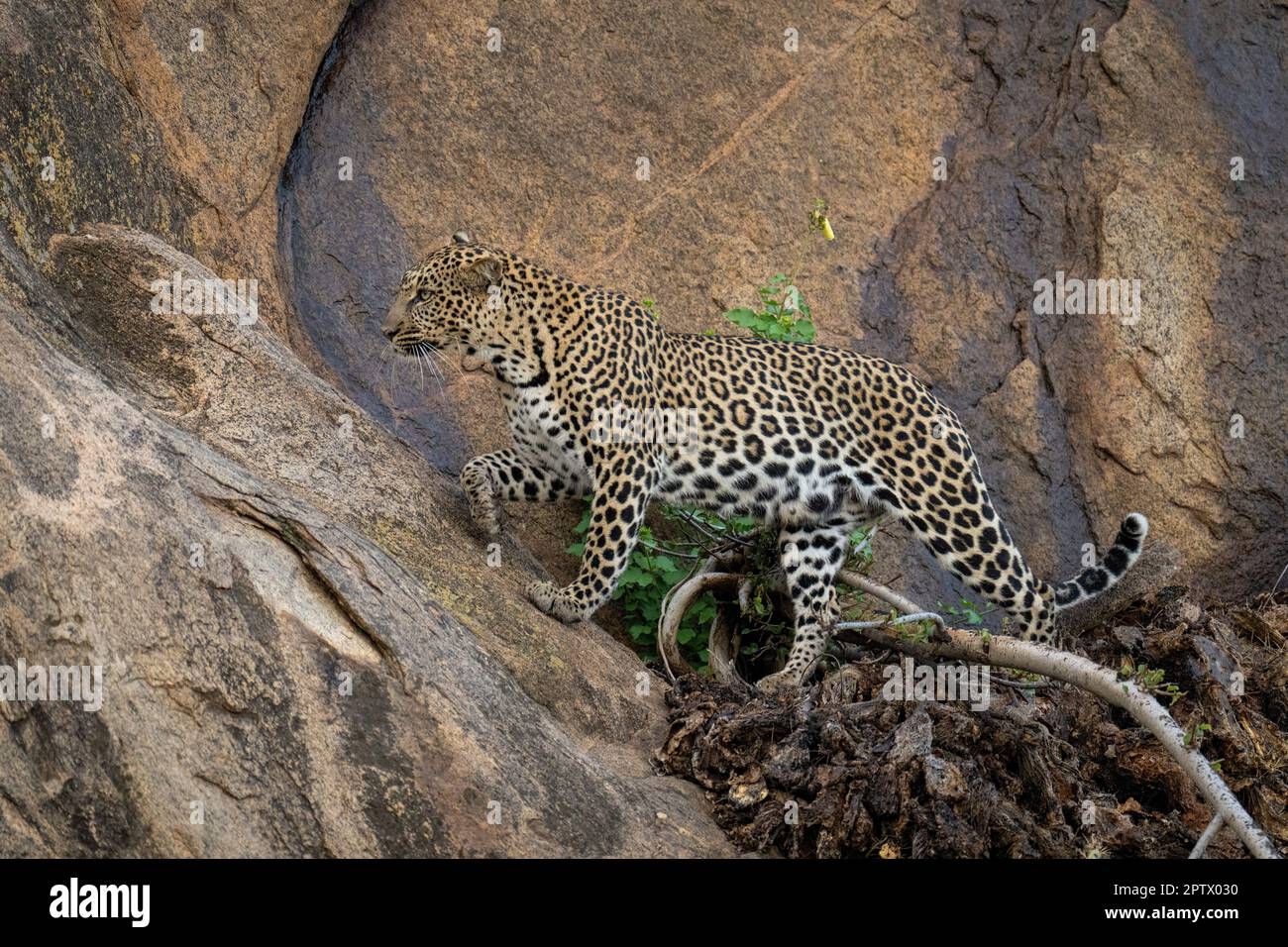 Leopard steps over branch on steep rock Stock Photo - Alamy