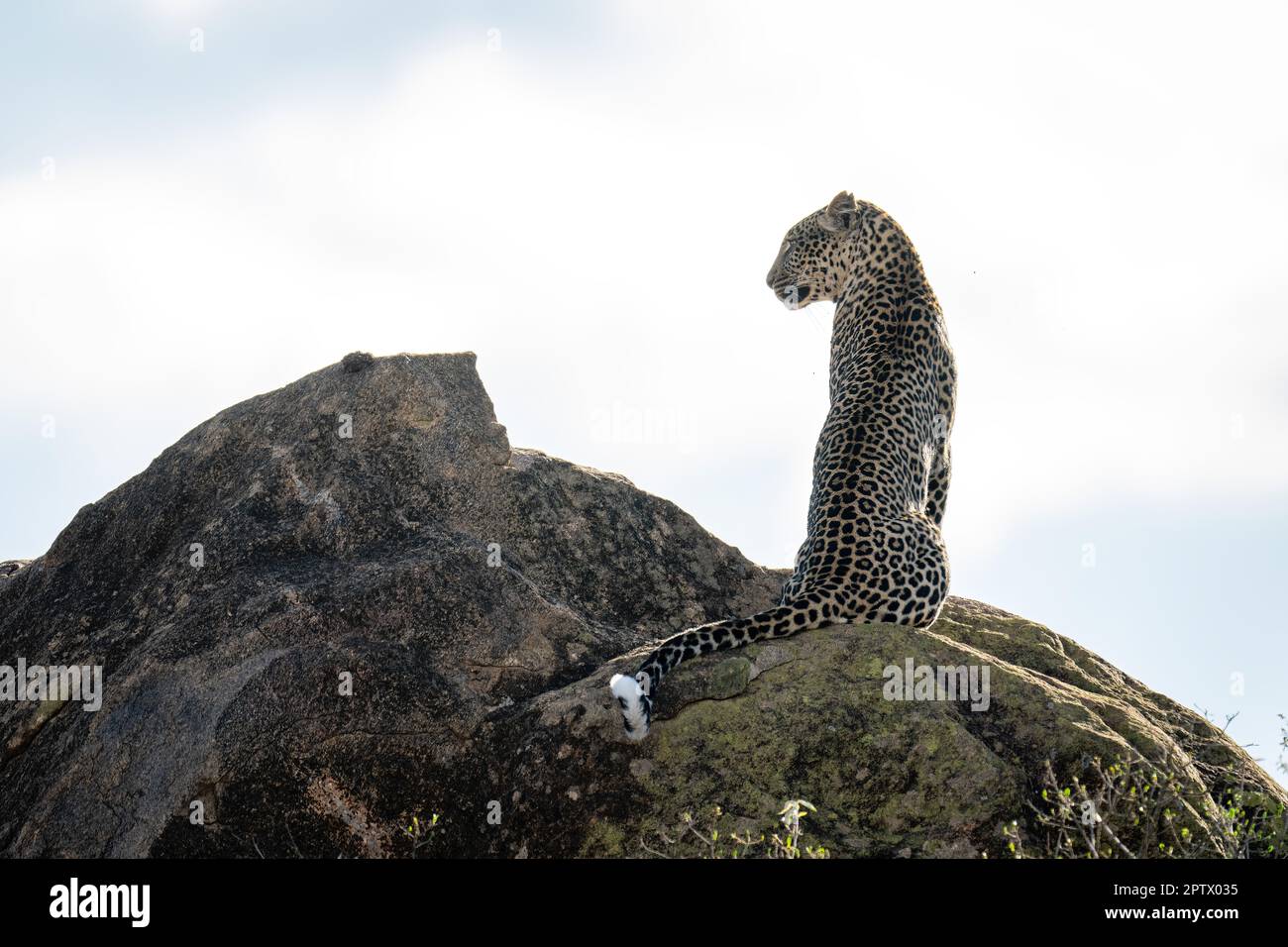 Leopard turning head hi-res stock photography and images - Alamy