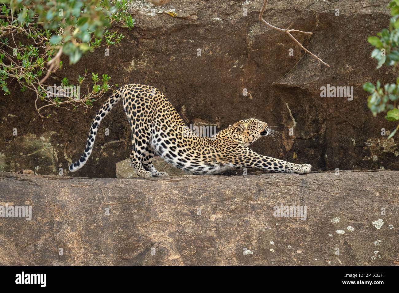 Leopard stretching safari kenya hi-res stock photography and images - Alamy