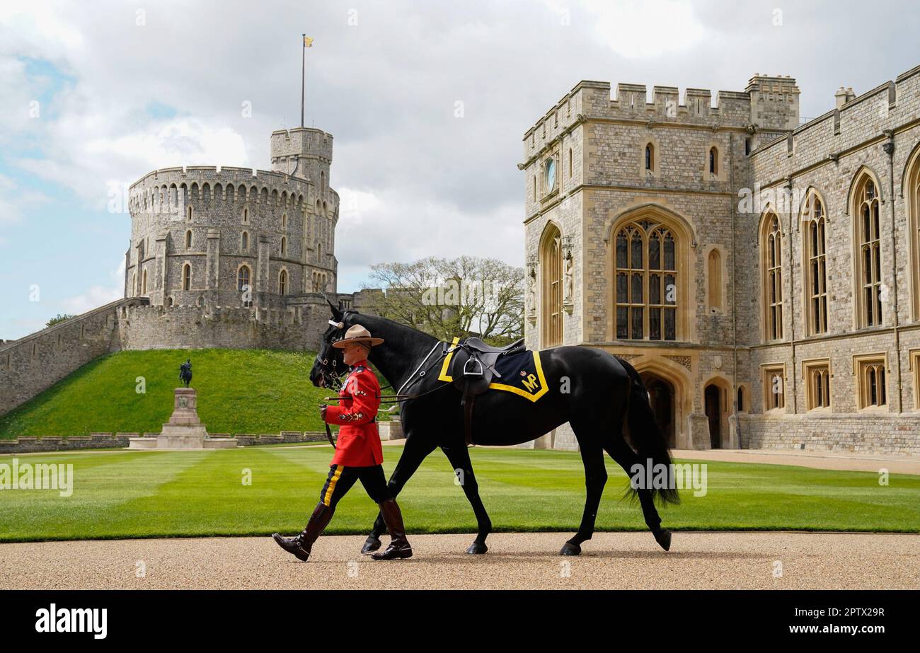 A member of the Royal Canadian Mounted Police (RCMP) leads 'Noble', a ...