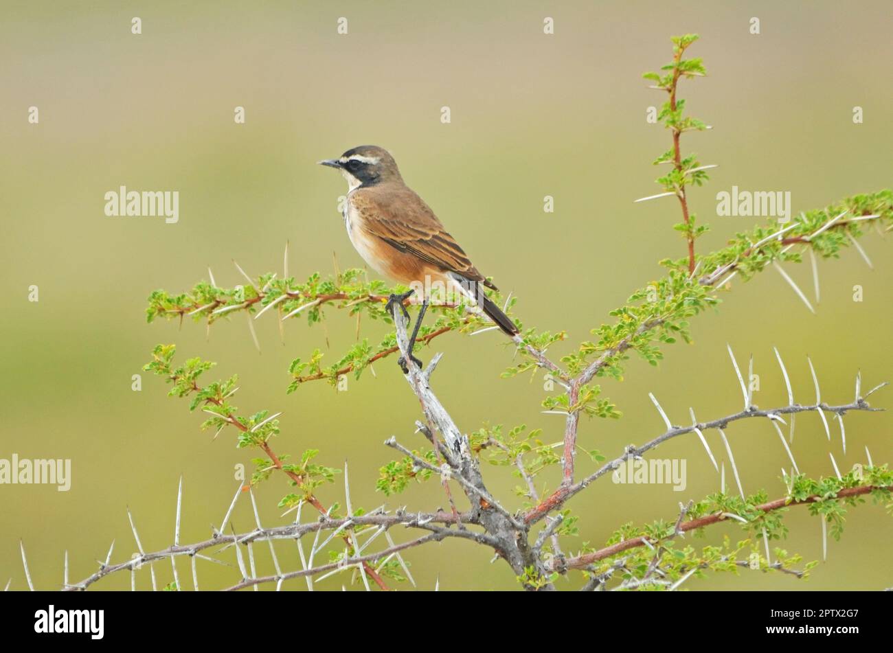 Capped Wheatear, in Namibia, green background, thorny branch Stock ...