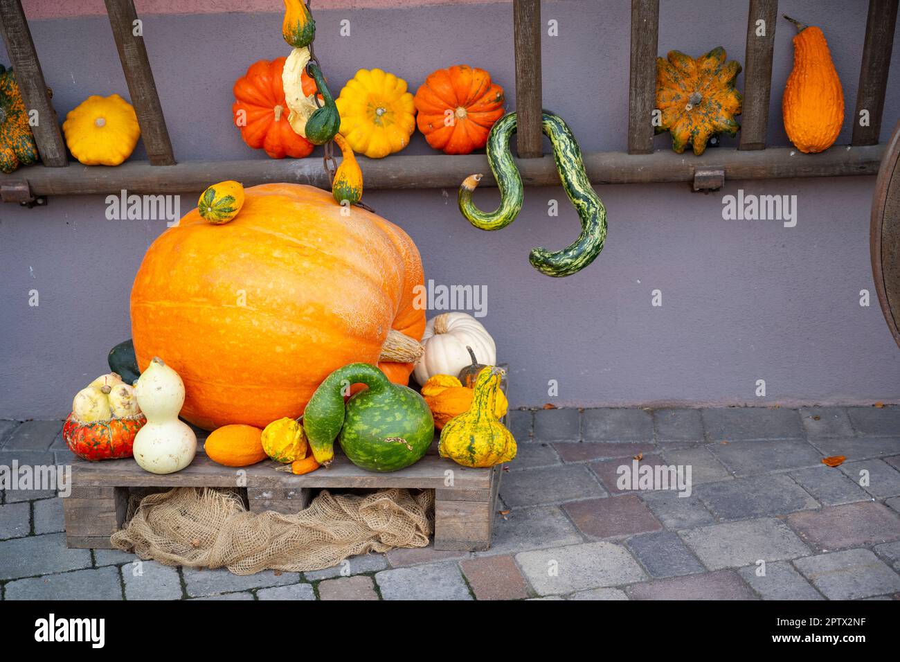 Boost Fall Sales with Pumpkin Merchandising Stock Photo - Alamy