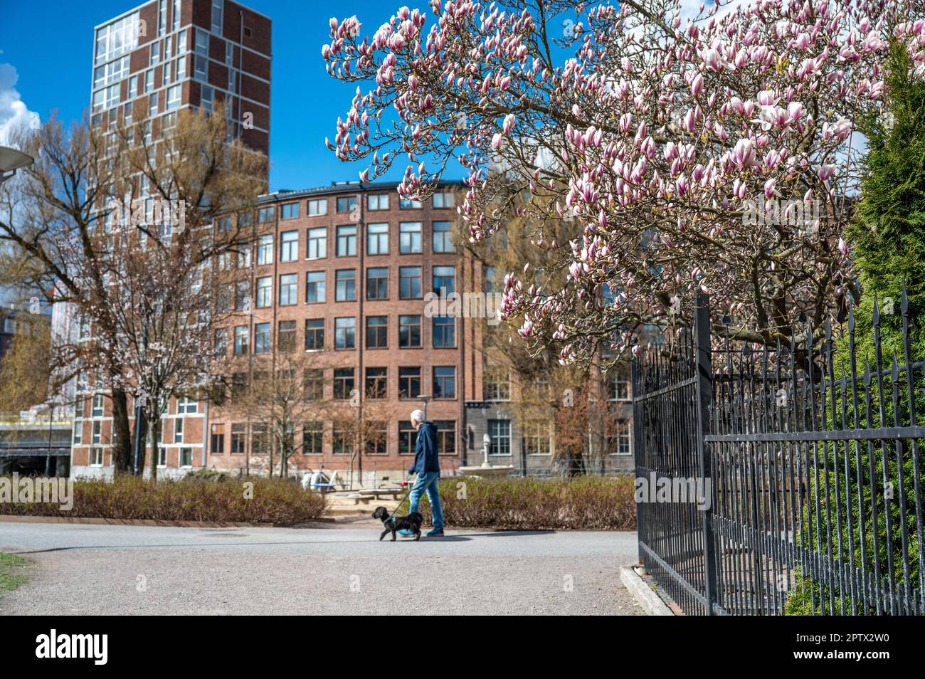 Flowering Magnolia in city park Stromparken during spring in Norrkoping ...