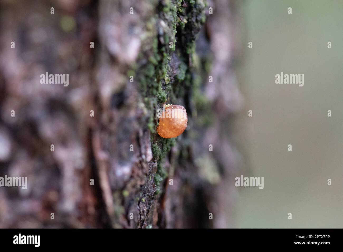 Solid amber hi-res stock photography and images - Alamy