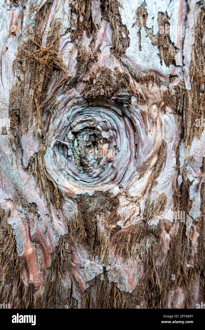 Pattern in tree bark Stock Photo - Alamy