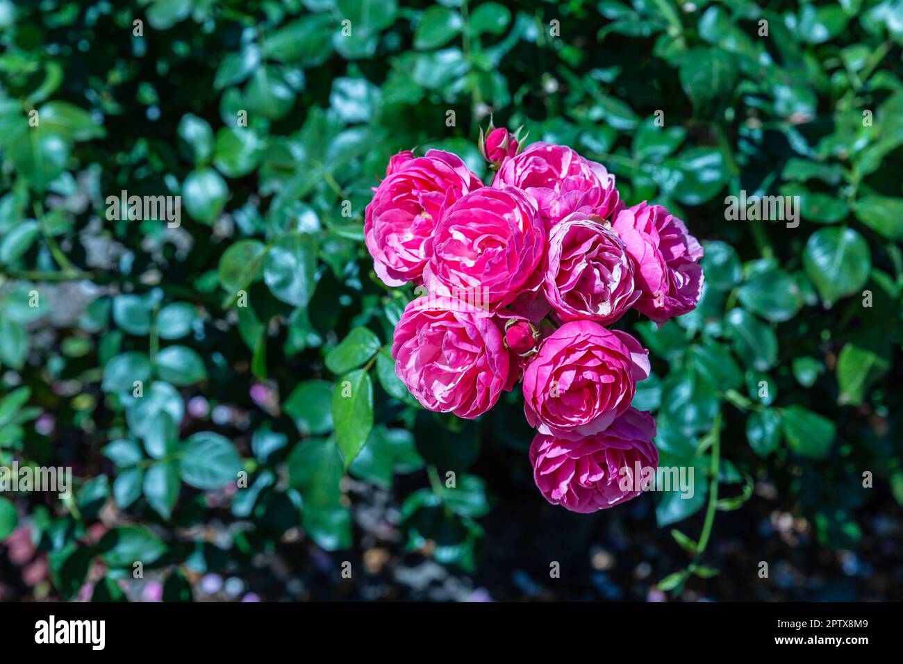 the Splendid rosy rose in its maximum bloom Stock Photo - Alamy