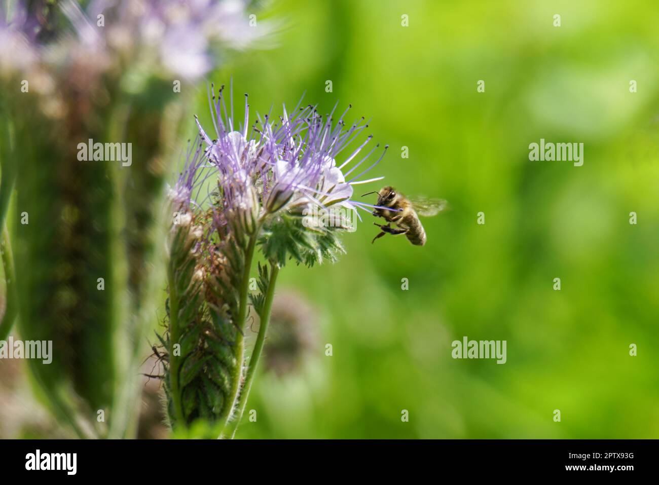 Bienschwarm hi-res stock photography and images - Alamy