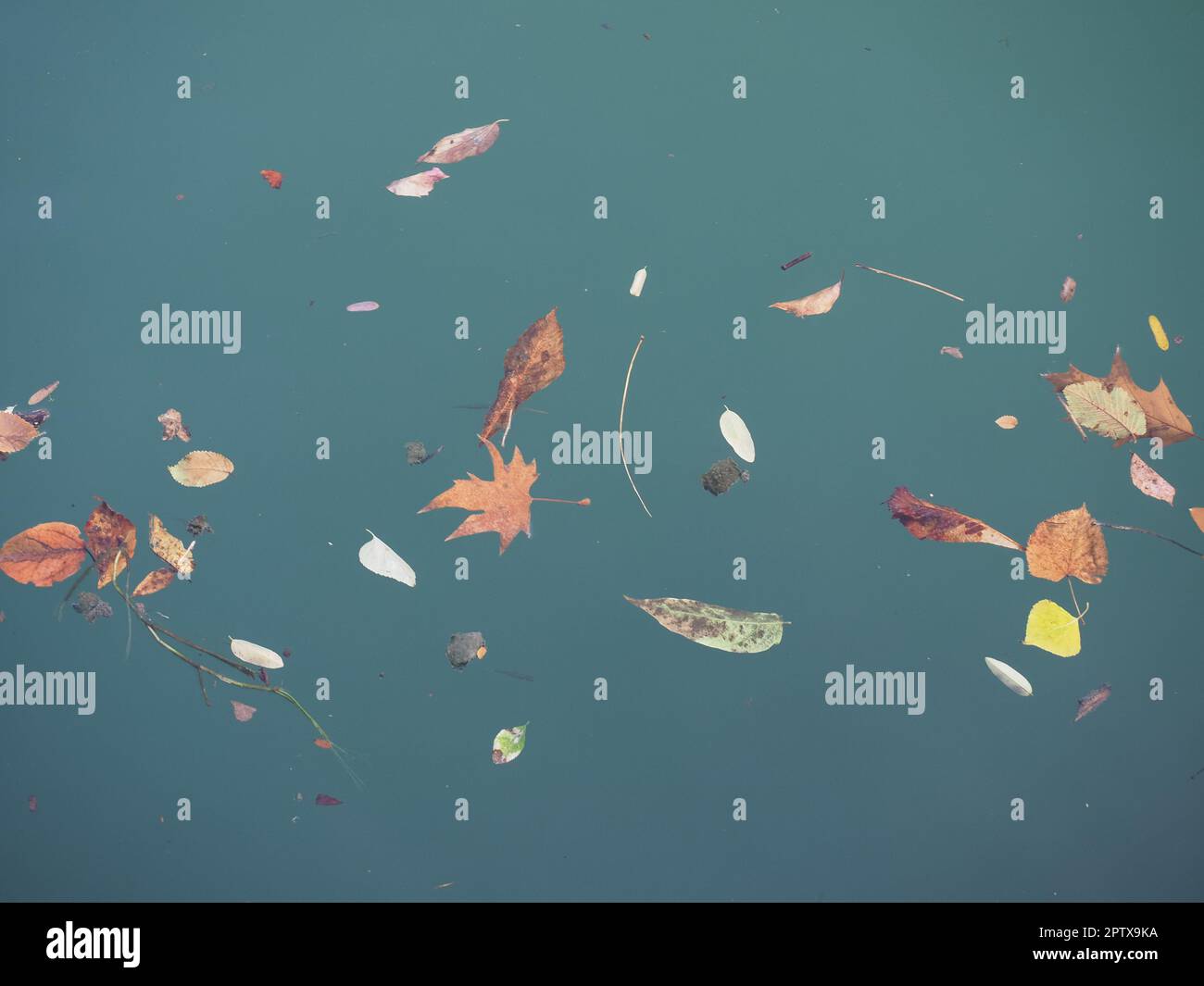 autumn leaves floating on teal river water Stock Photo - Alamy