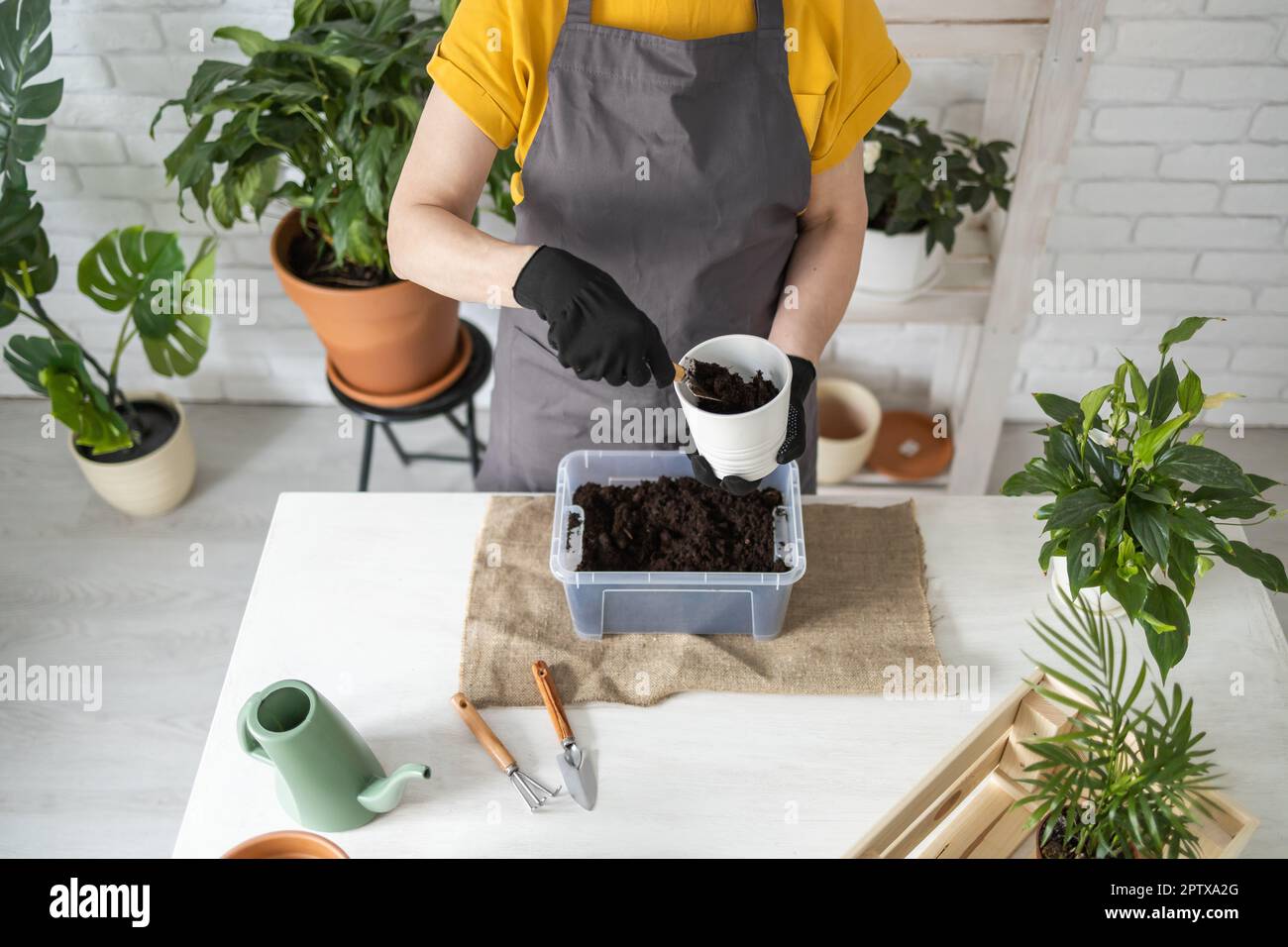 Spring Houseplant Care, repotting houseplants. Waking Up Indoor Plants ...