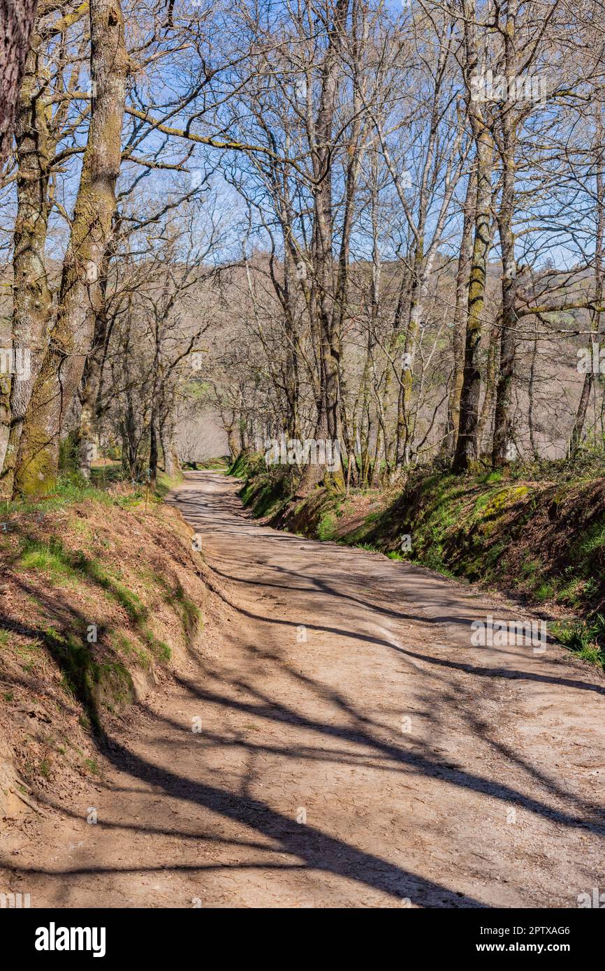 The road in the Camino de Santiago pilgrimage, crossing a green forest ...