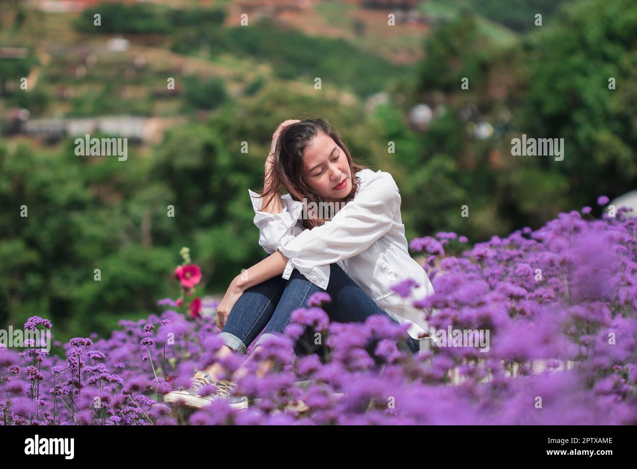 Women in the Verbena field are blooming and beautiful in the rainy ...