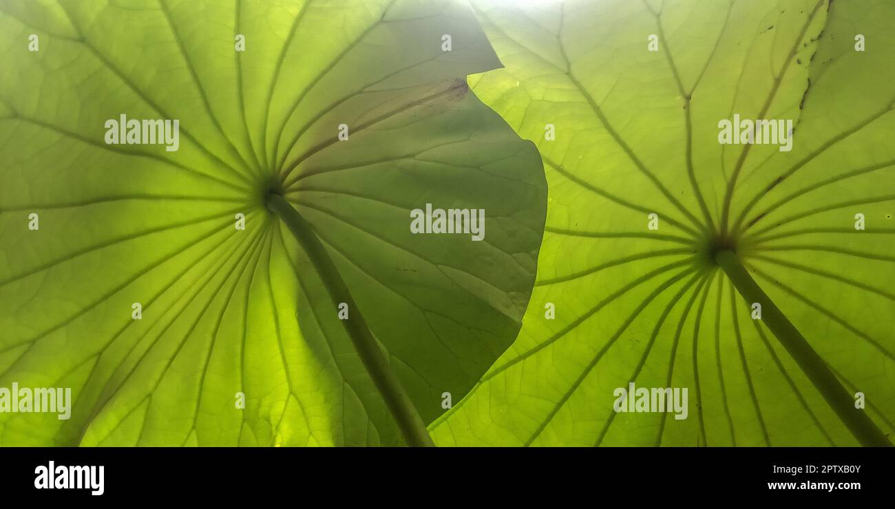 Low angle photo of the lotus leaf at the bottom Stock Photo - Alamy