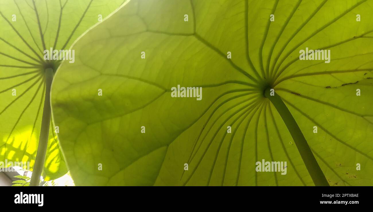 Low angle photo of the lotus leaf at the bottom Stock Photo - Alamy