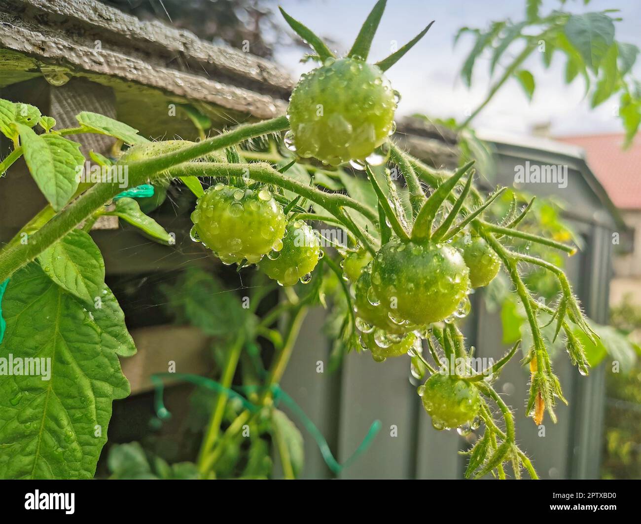 Tomaten Werden Nicht Reif