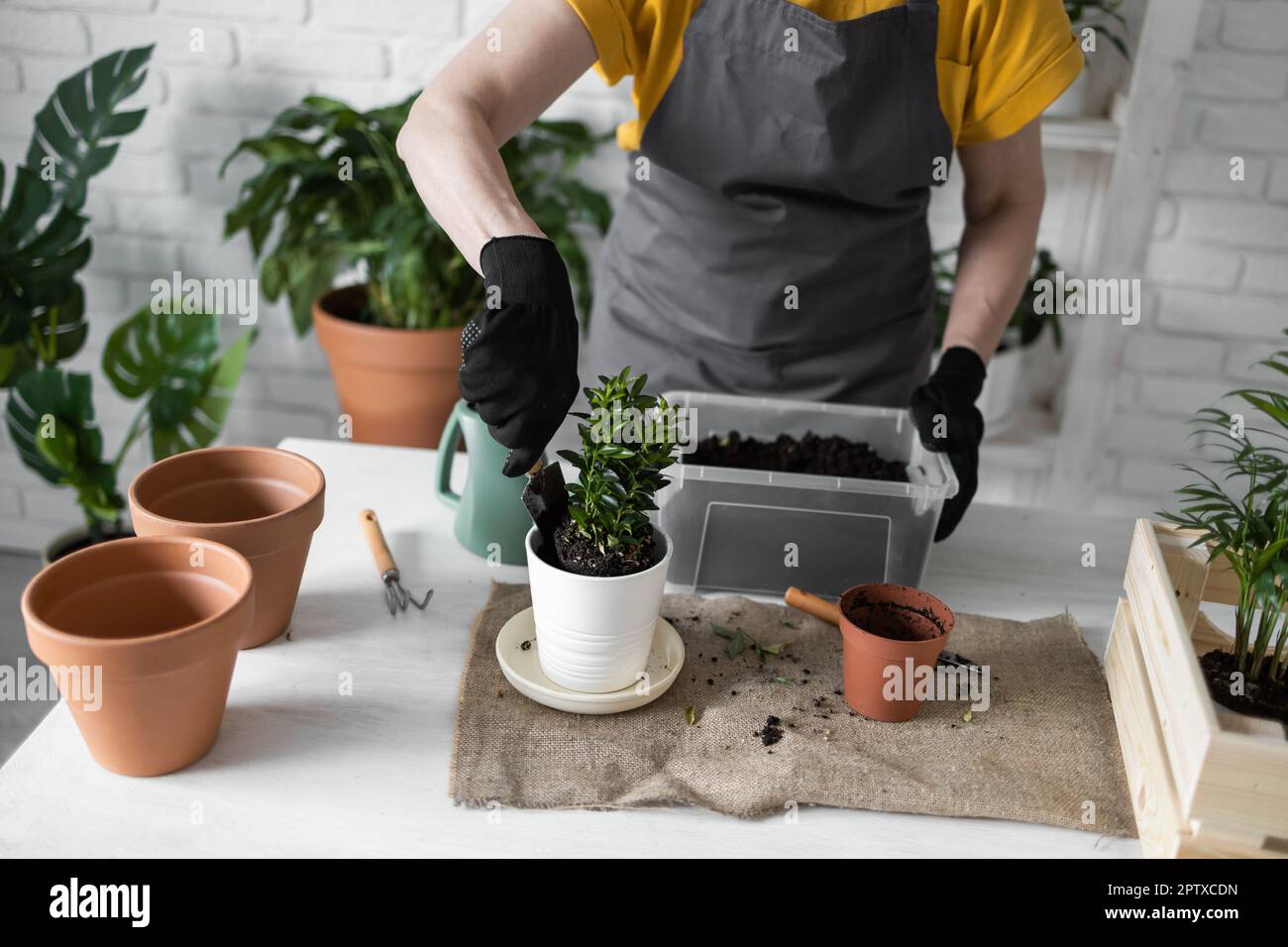 Spring Houseplant Care, repotting houseplants. Waking Up Indoor Plants ...