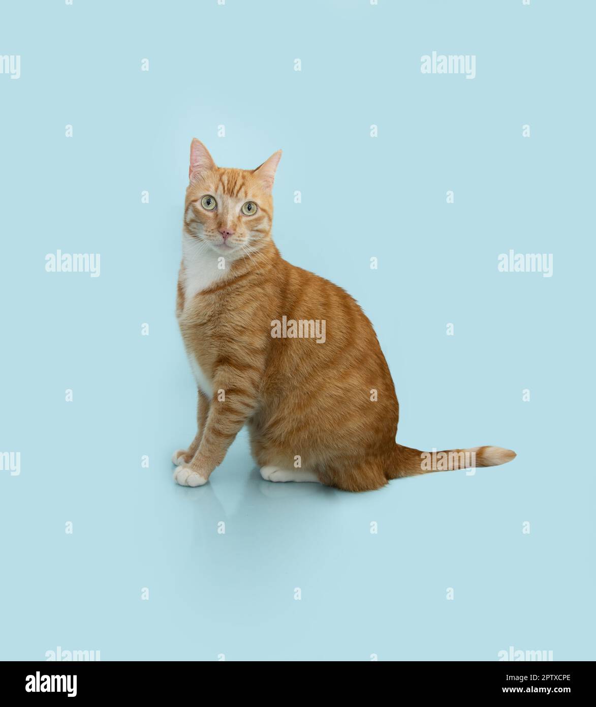 Portrait cute ginger orange cat sitting and looking at camera. Isolated ...