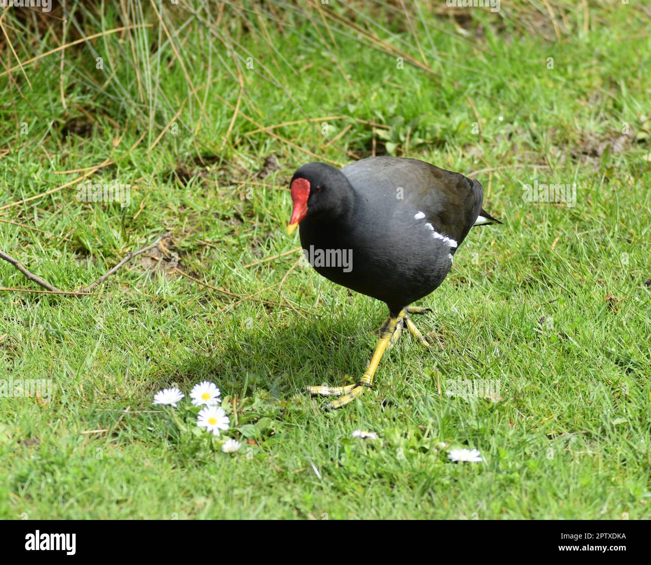 A Eurasian common moorhen (Gallinula chloropus) walking on the grass ...