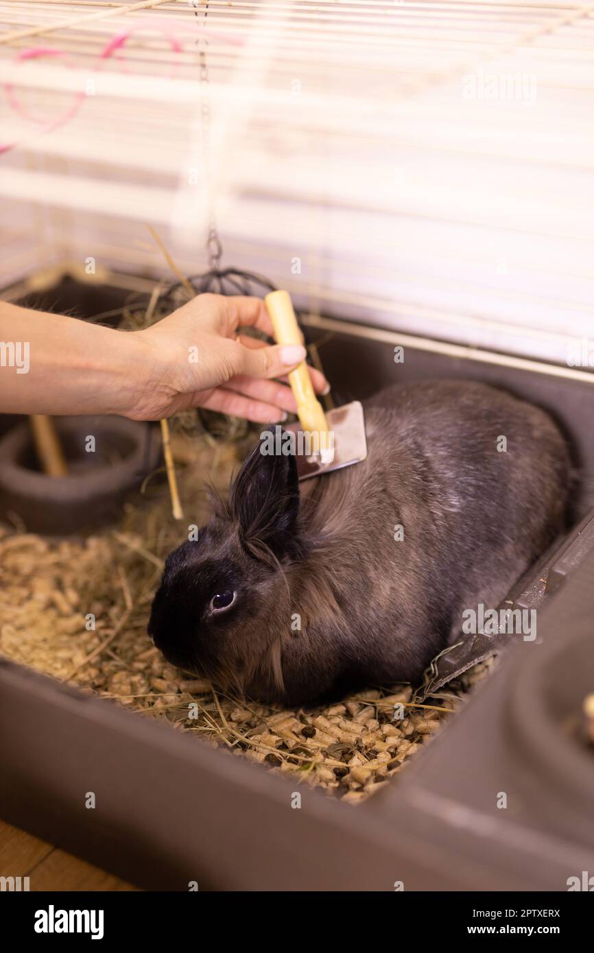 Black little rabbit is shedding. Girl combs his fur with special comb ...