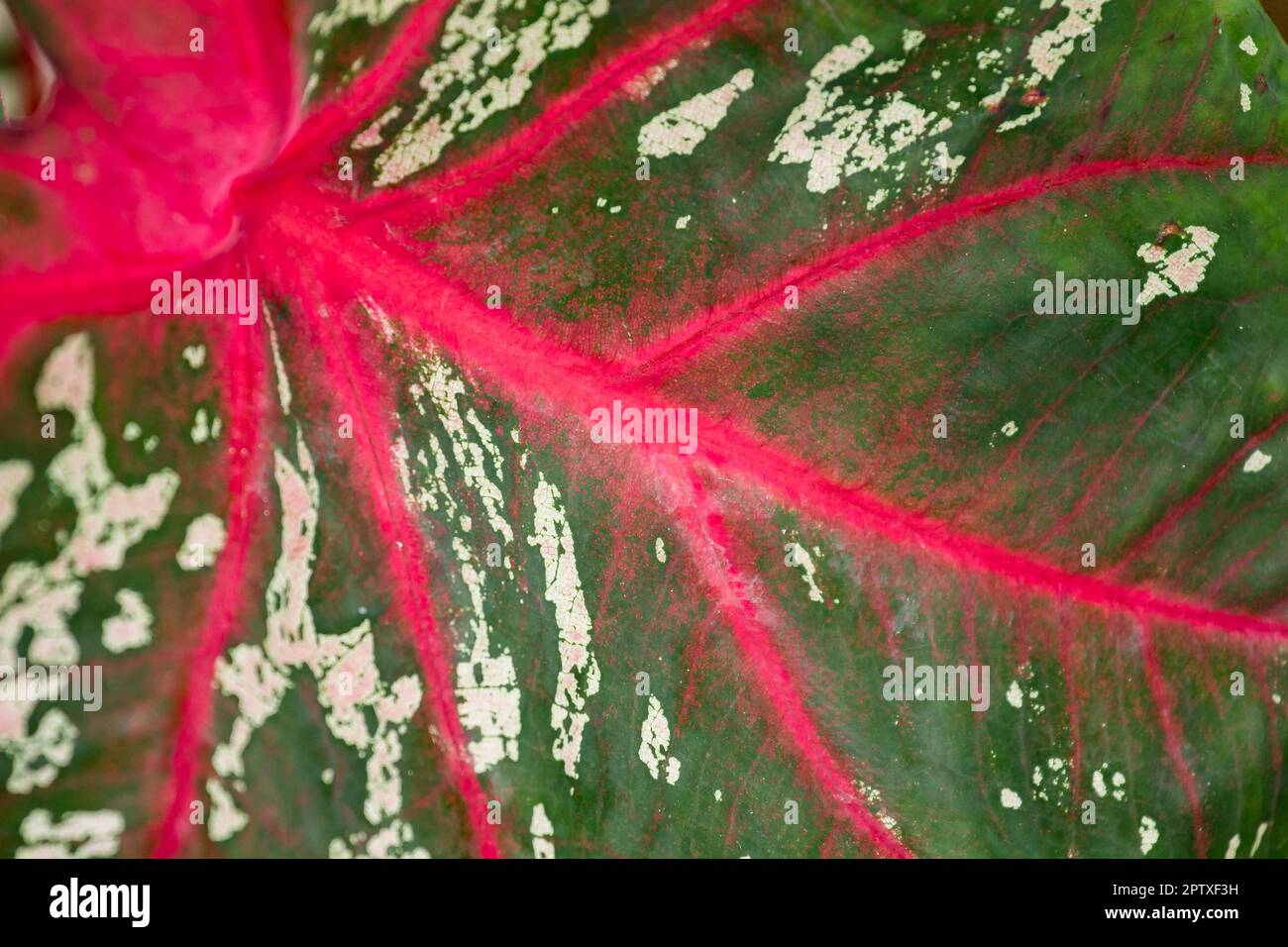 The leaves of Caladium are ornamental plants with beautiful leaves ...
