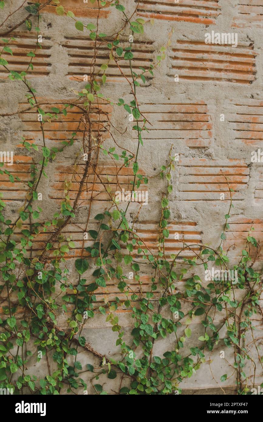 Ficus pumila on the old brick wall Popularly planted next to the wall ...