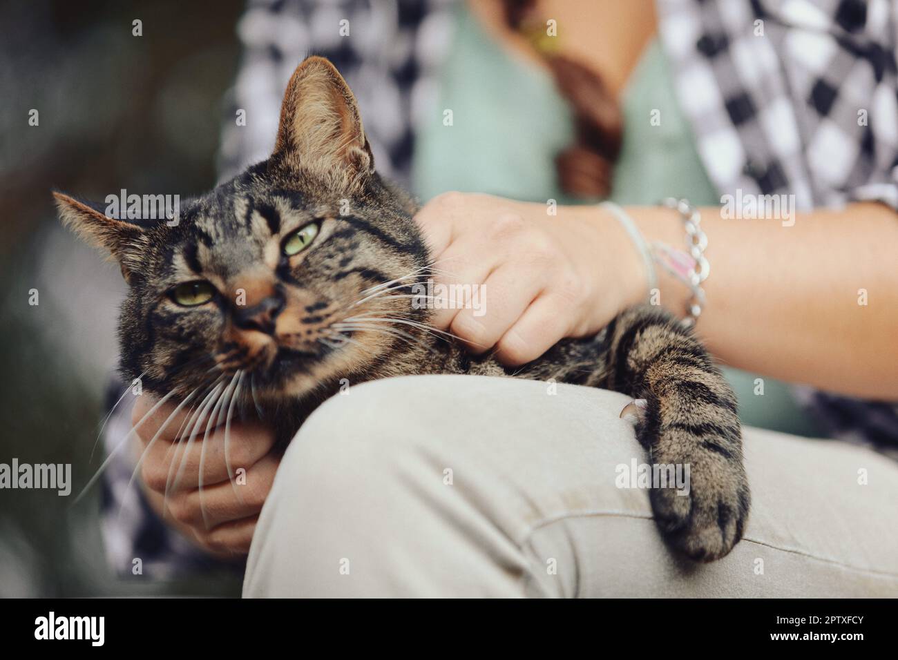 Cuddling in nature between humans and cats is the ultimate goal of ...